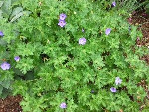 How to Grow: Hardy Geranium- Grow hardy geranium
