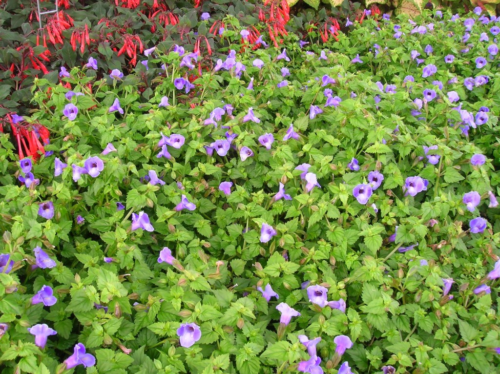 How to Grow: Clown Flower- gardening clown flower- growing torenia